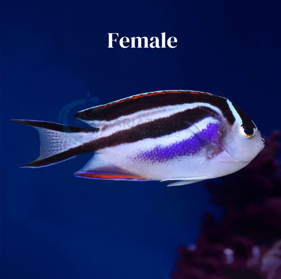 Genicanthus Bellus ”Bellus Angelfish” – Aquariatech Europe